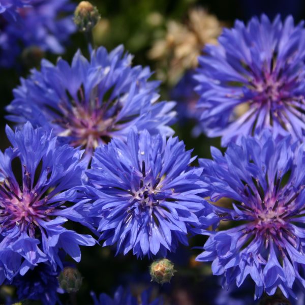 Oregon Wholesale Seed Company - Wildflower, Grass and Native Seeds