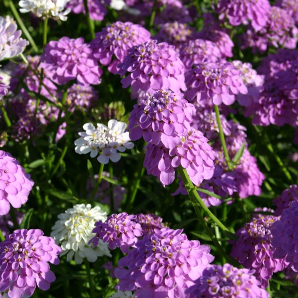 Early Bird Wildflower Mix - Oregon Wholesale Seed Company