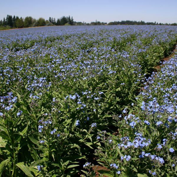 Chinese Forget-Me-Not - Blue - Oregon Wholesale Seed Company