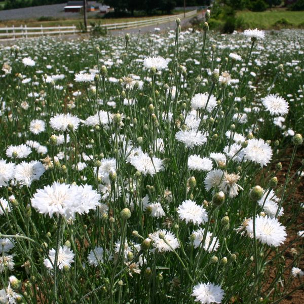Bachelor Button - Tall White - Oregon Wholesale Seed Company