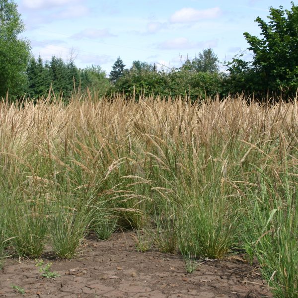 Bentgrass - Spike - Oregon Wholesale Seed Company