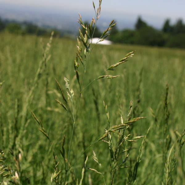 Low Grow Native Grass Economy Mix - Oregon Wholesale Seed Company