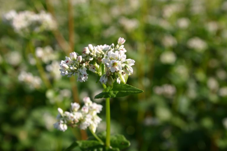 Buckwheat - Oregon Wholesale Seed Company