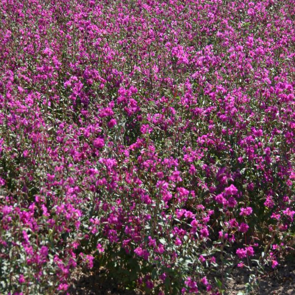 Clarkia - Elegant Purple - Oregon Wholesale Seed Company