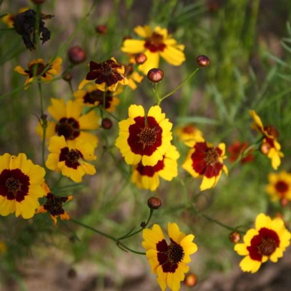 Oregon Wholesale Seed Company - Wildflower, Grass and Native Seeds