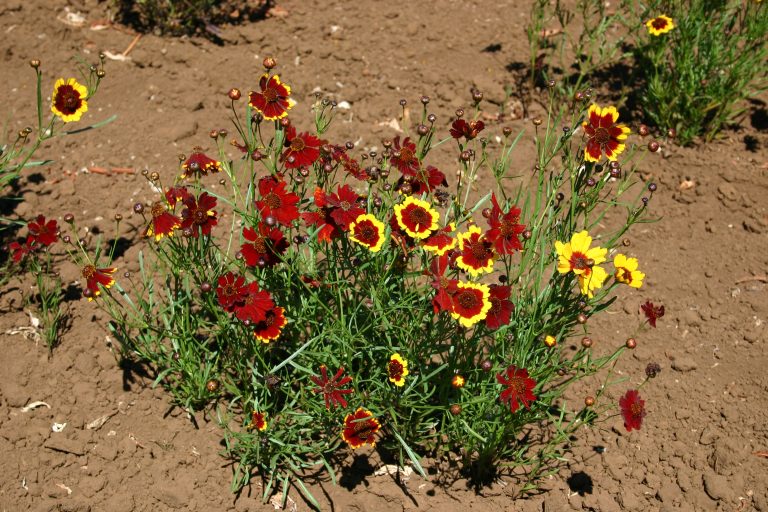 Coreopsis - Plains Semi-Dwarf Red - Oregon Wholesale Seed Company