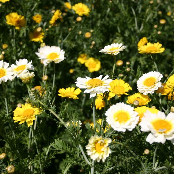 Yellow Wildflower Mix - Oregon Wholesale Seed Company
