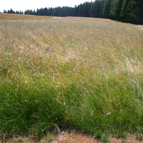 Fescue - Native Red - Oregon Wholesale Seed Company