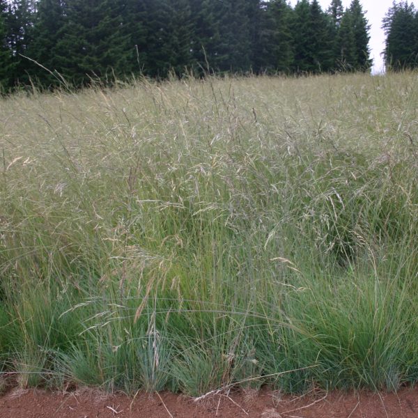 Low Grow Native Grass Economy Mix - Oregon Wholesale Seed Company