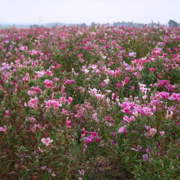 Godetia - Tall Mix - Oregon Wholesale Seed Company