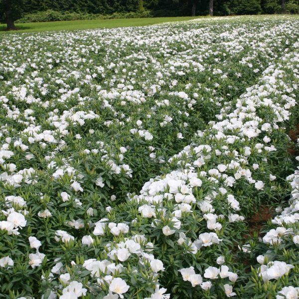 Godetia - White - Oregon Wholesale Seed Company