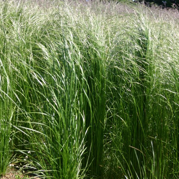 Low Grow Native Grass Economy Mix Oregon Wholesale Seed Company
