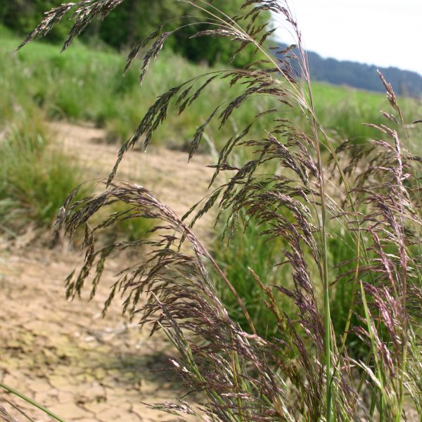 Oregon Wholesale Seed Company - Wildflower, Grass and Native Seeds