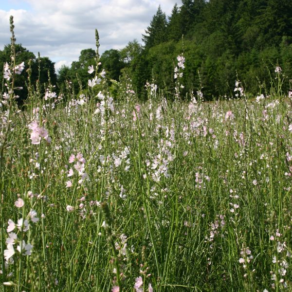 Hollyhock - Tall Wild - Oregon Wholesale Seed Company