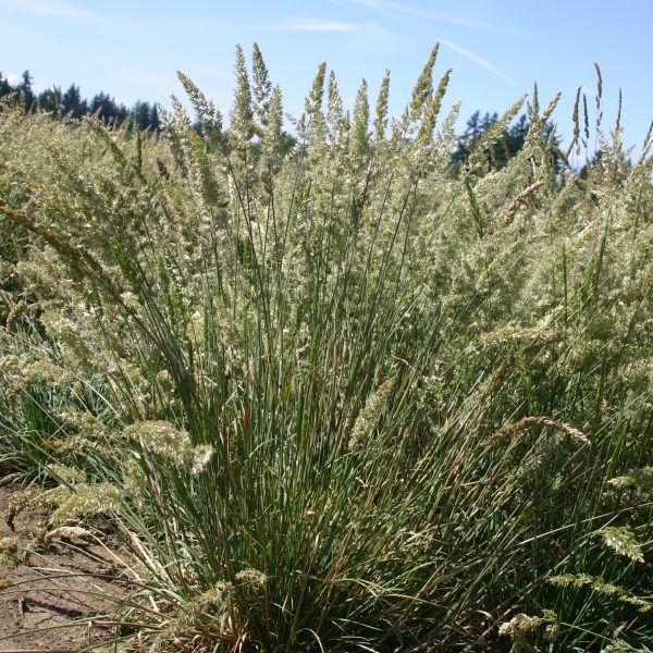 Individual Grass Seed Species Archives - Oregon Wholesale Seed Company