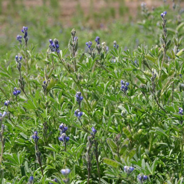 Lupine - Small Flowered Bi-Color - Oregon Wholesale Seed Company