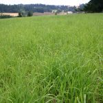 Durable Pasture Mix - Oregon Wholesale Seed Company