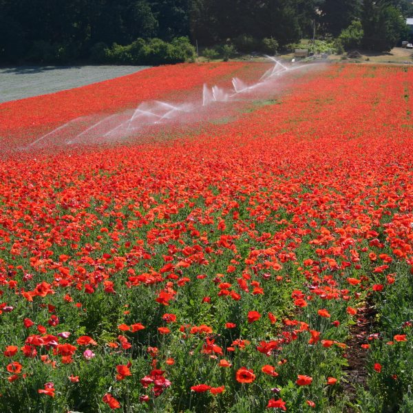 Red Poppy - American Legion - Oregon Wholesale Seed Company