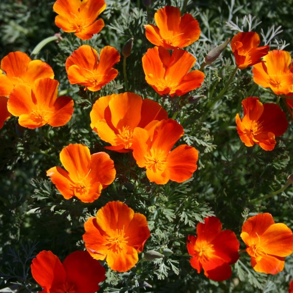 Oregon Wholesale Seed Company - Wildflower, Grass and Native Seeds