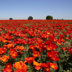 Poppy - California Red Chief - Oregon Wholesale Seed Company