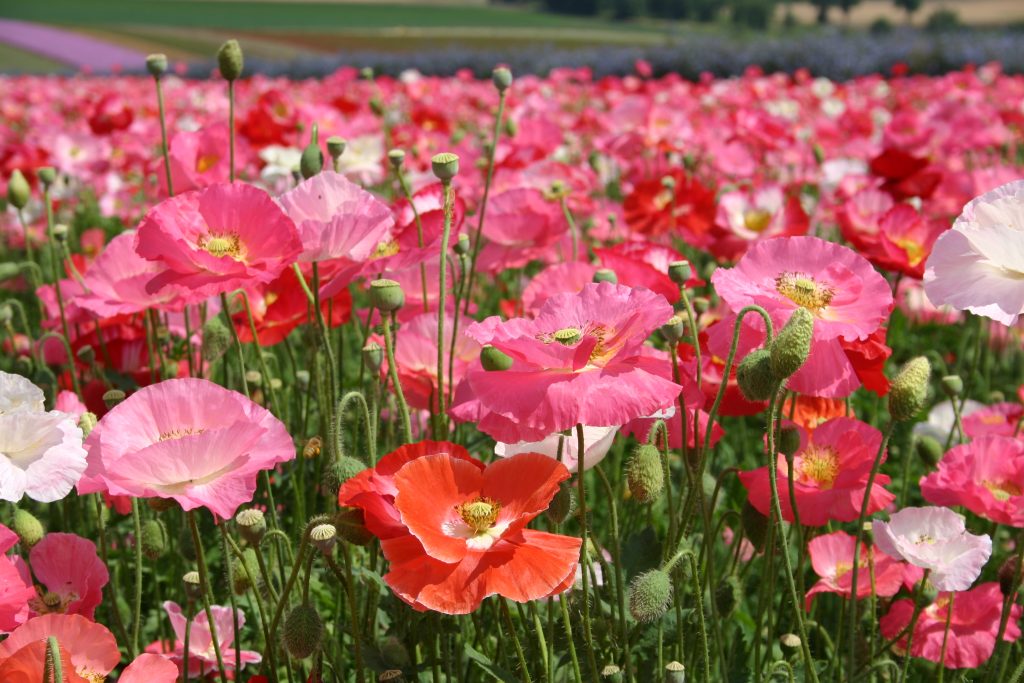 Poppy - Shirley Single Mix - Oregon Wholesale Seed Company