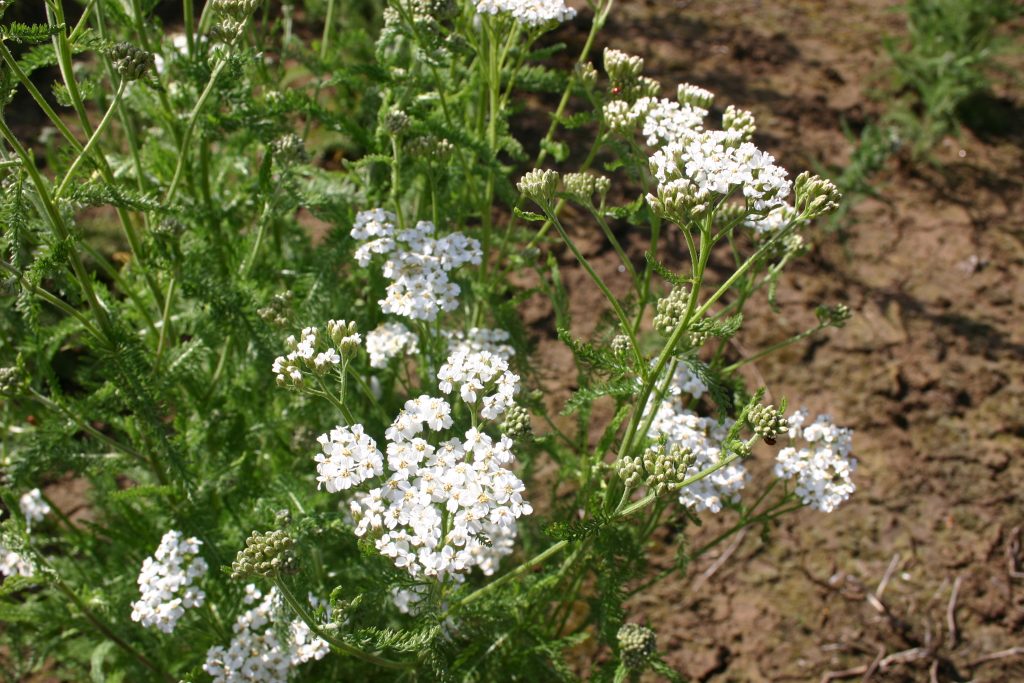 Yarrow - Western - Oregon Wholesale Seed Company