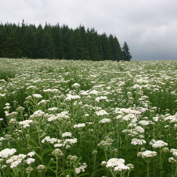 Yarrow - Western - Oregon Wholesale Seed Company