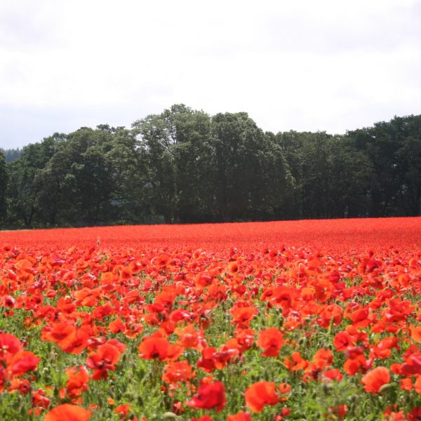 Red Poppy - American Legion - Oregon Wholesale Seed Company