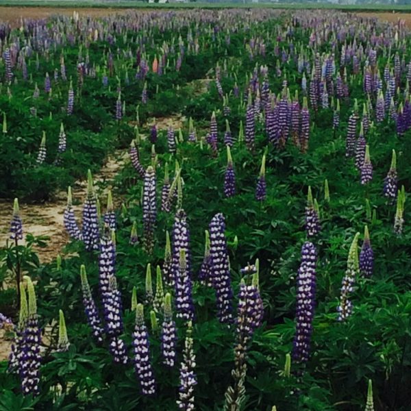 Lupine - Russell Blue/Purple - Oregon Wholesale Seed Company