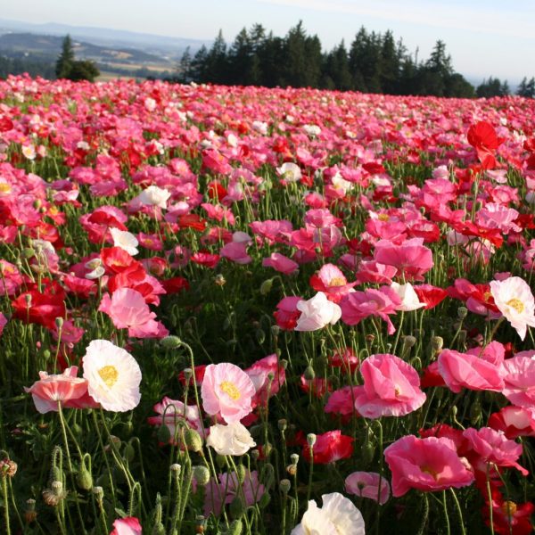 Poppy - Shirley Single Mix - Oregon Wholesale Seed Company