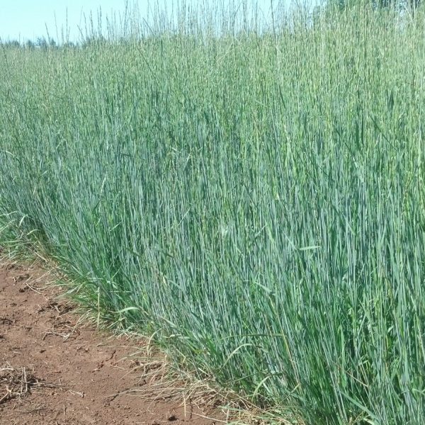 Oregon Wholesale Seed Company - Wildflower, Grass and Native Seeds