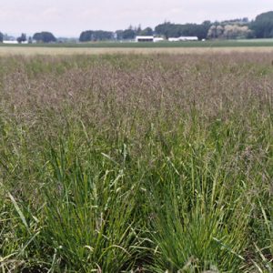 Ryegrass - Intermediate - Oregon Wholesale Seed Company