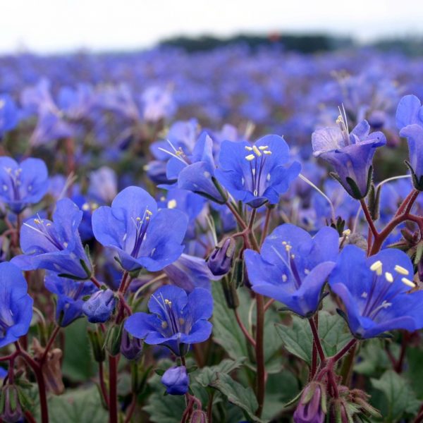 Phacelia - Bluebell California - Oregon Wholesale Seed Company