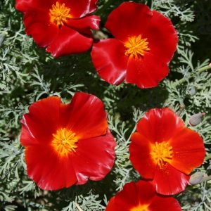 Poppy - California Red Chief - Oregon Wholesale Seed Company