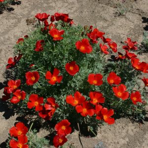 Poppy - California Red Chief - Oregon Wholesale Seed Company