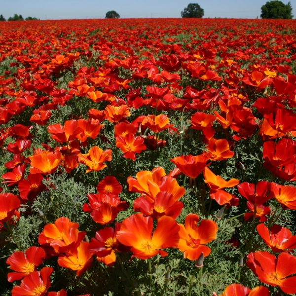 Poppy - California Red Chief - Oregon Wholesale Seed Company