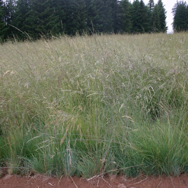 Fescue - Roemer's - Oregon Wholesale Seed Company