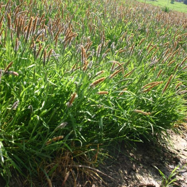 Bentgrass - Spike - Oregon Wholesale Seed Company