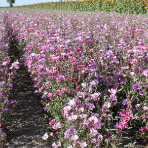 Godetia - Tall Mix - Oregon Wholesale Seed Company