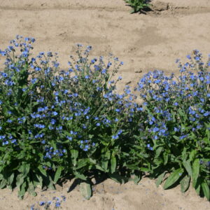 Chinese Forget-Me-Not - Blue - Oregon Wholesale Seed Company