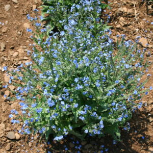 Chinese Forget-Me-Not - Blue - Oregon Wholesale Seed Company