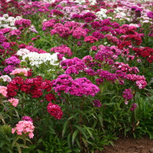 Sweet William - Mix - Oregon Wholesale Seed Company