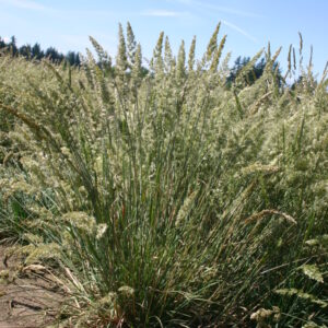 Junegrass - Prairie - Oregon Wholesale Seed Company