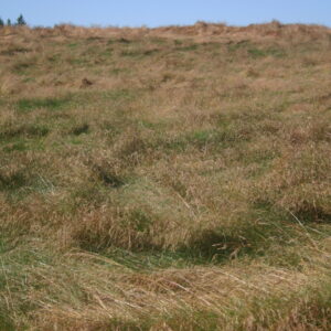 Fescue - Native Red - Oregon Wholesale Seed Company
