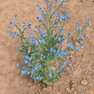 Chinese Forget-Me-Not - Blue - Oregon Wholesale Seed Company