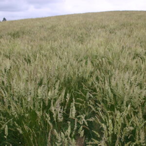 Junegrass - Prairie - Oregon Wholesale Seed Company