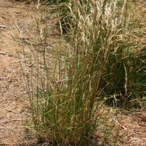 Fescue - Native Red - Oregon Wholesale Seed Company