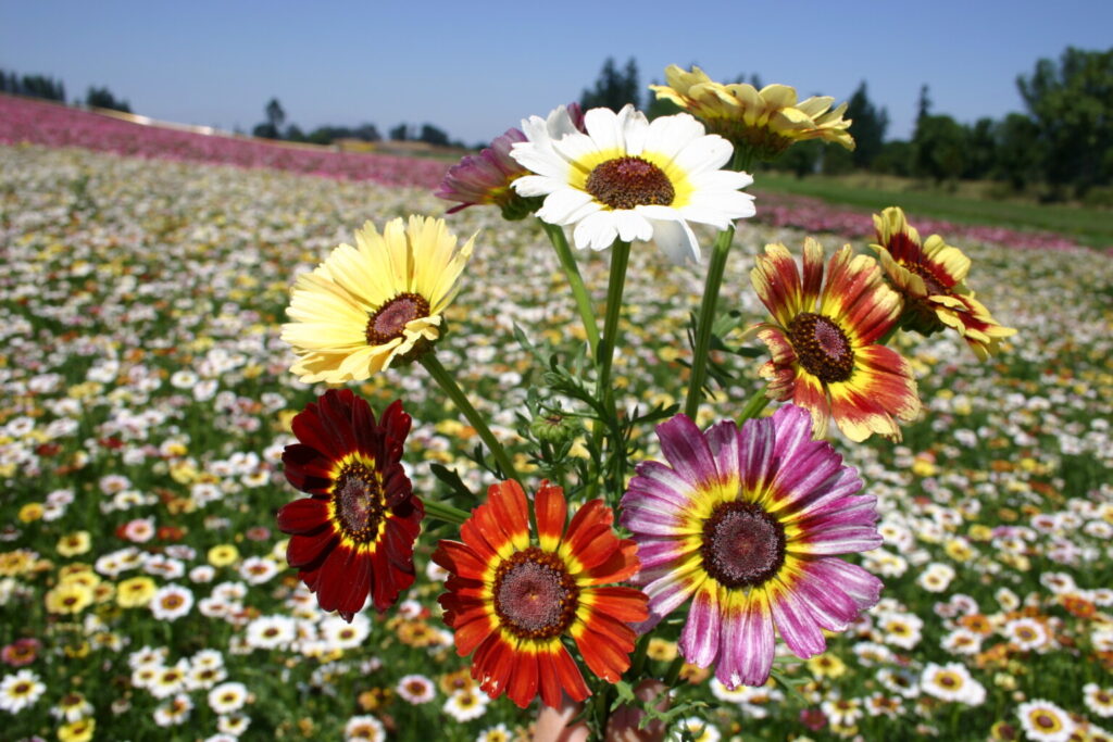 Daisy - Painted Mix - Oregon Wholesale Seed Company
