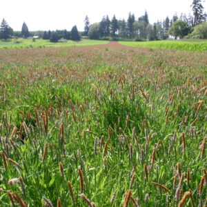 Foxtail - Water - Oregon Wholesale Seed Company