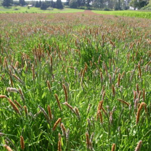 Foxtail - Water - Oregon Wholesale Seed Company